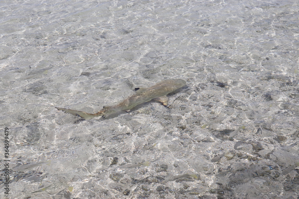 Requin pointe noire, lagon à Rangiroa, Polynésie française Stock Photo ...