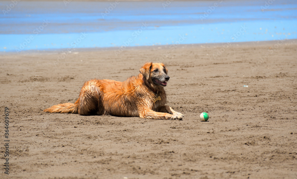 perro, playa, animal, mascota, mar, arena, acuático, pastor, naturaleza ...