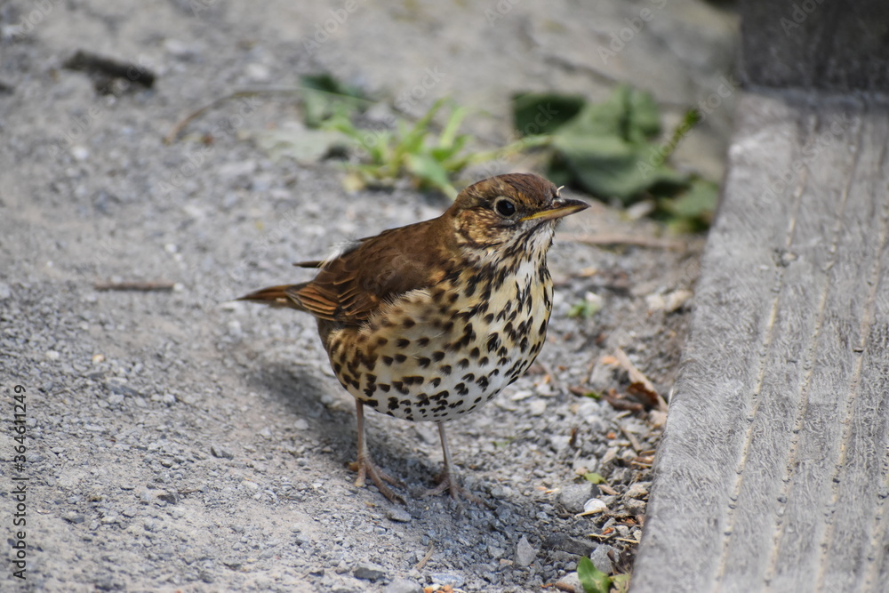 Drozd, ptak Stock Photo | Adobe Stock