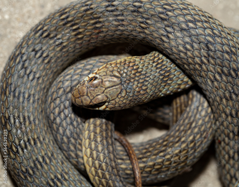 Caspian whipsnake (caspius) also known as the large whipsnake ...