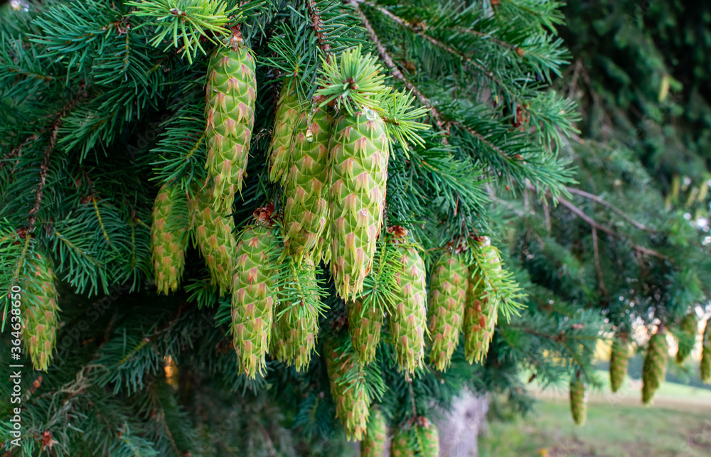 Douglas Fir Tree Branch