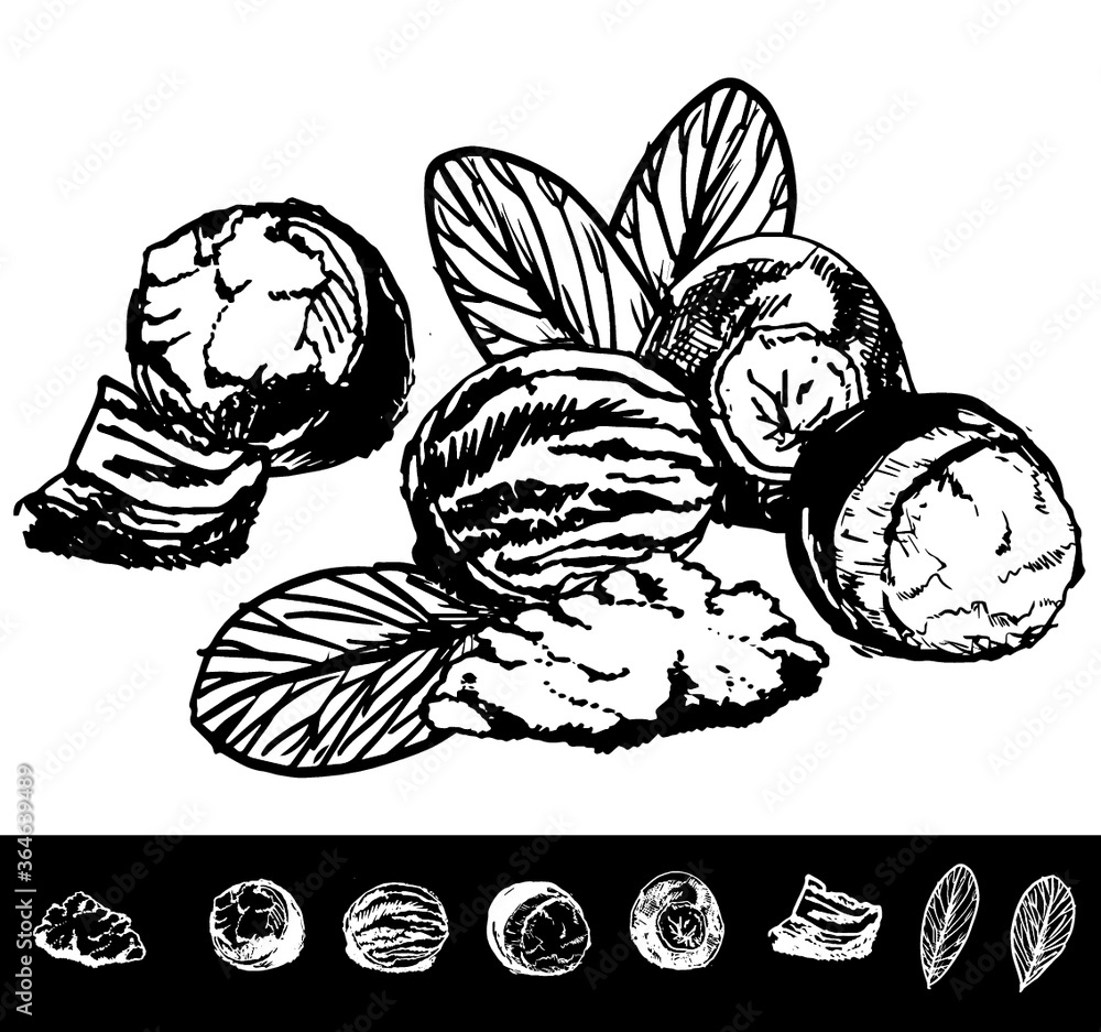 Black and white line drawing of Shea butter fruit. Shea butter is a fat ...