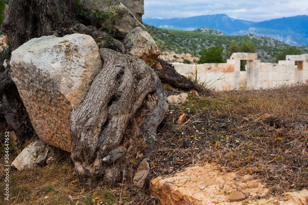 Trees and roots in ground backgroundmountain, giant, texture, stone ...
