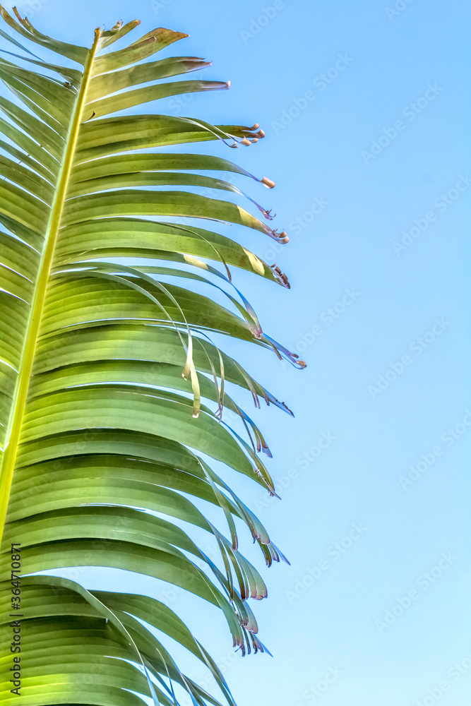 Feuille de ravenala, arbre du voyageur Stock Photo | Adobe Stock