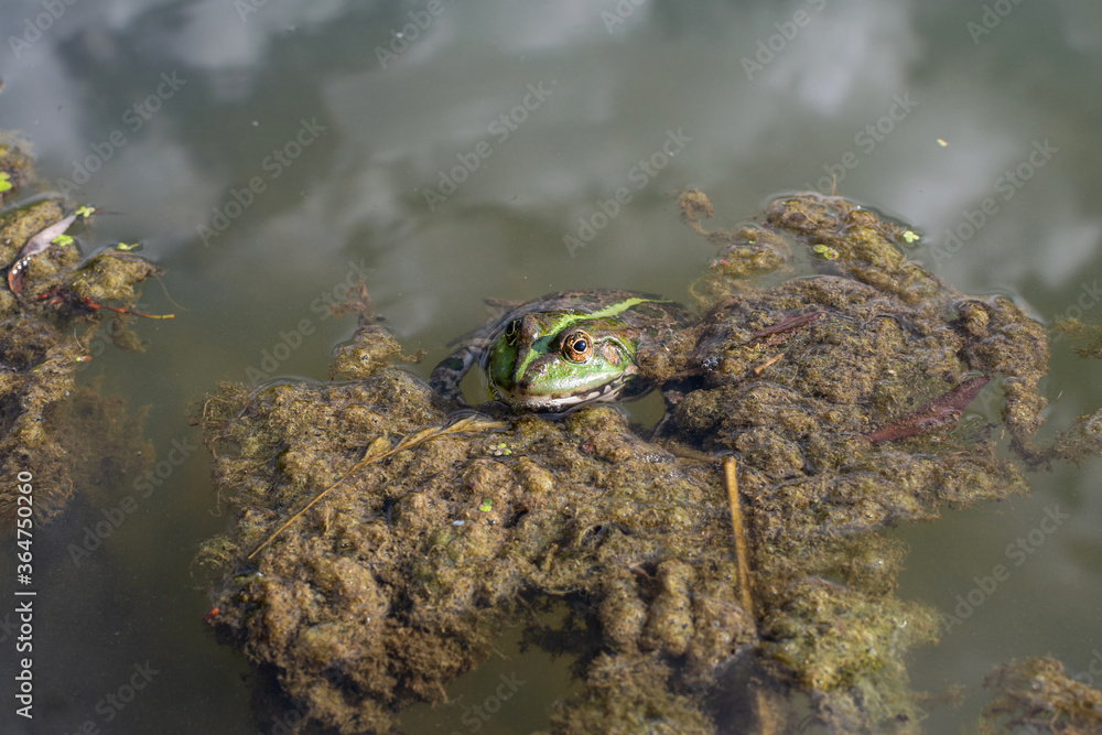 Lake frog in the pond, species Pelophylax ridibundus, female. The ...