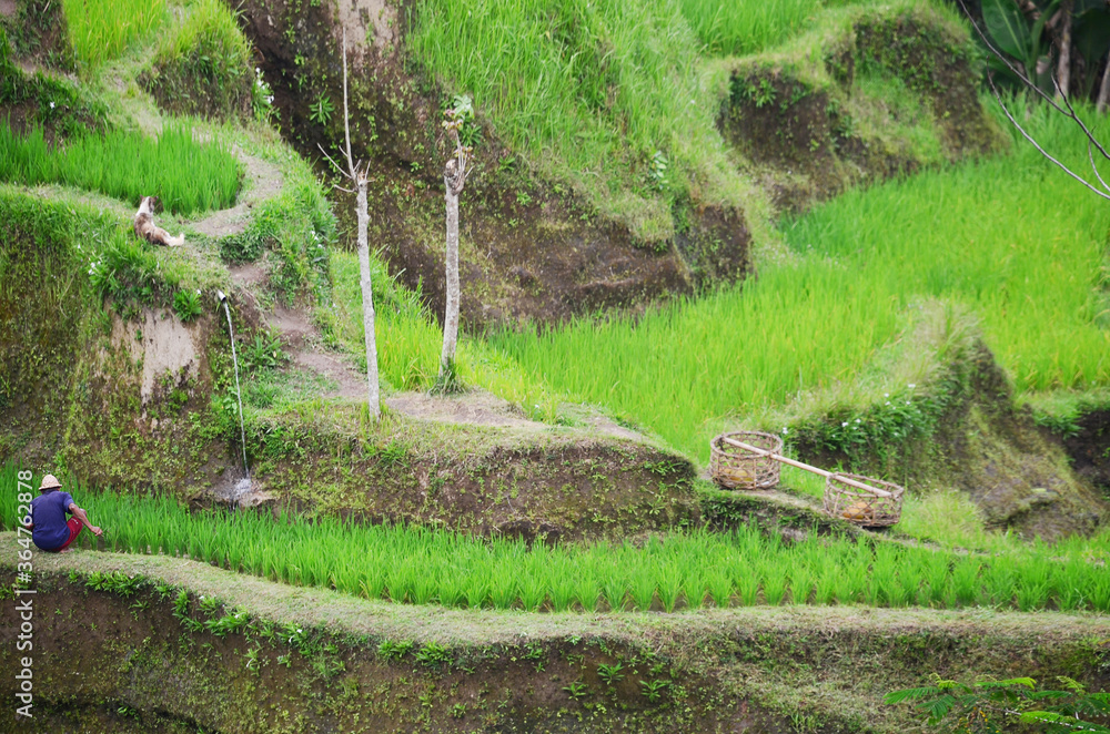The Tegallalang Rice Terraces in Ubud are famous for their beautiful ...