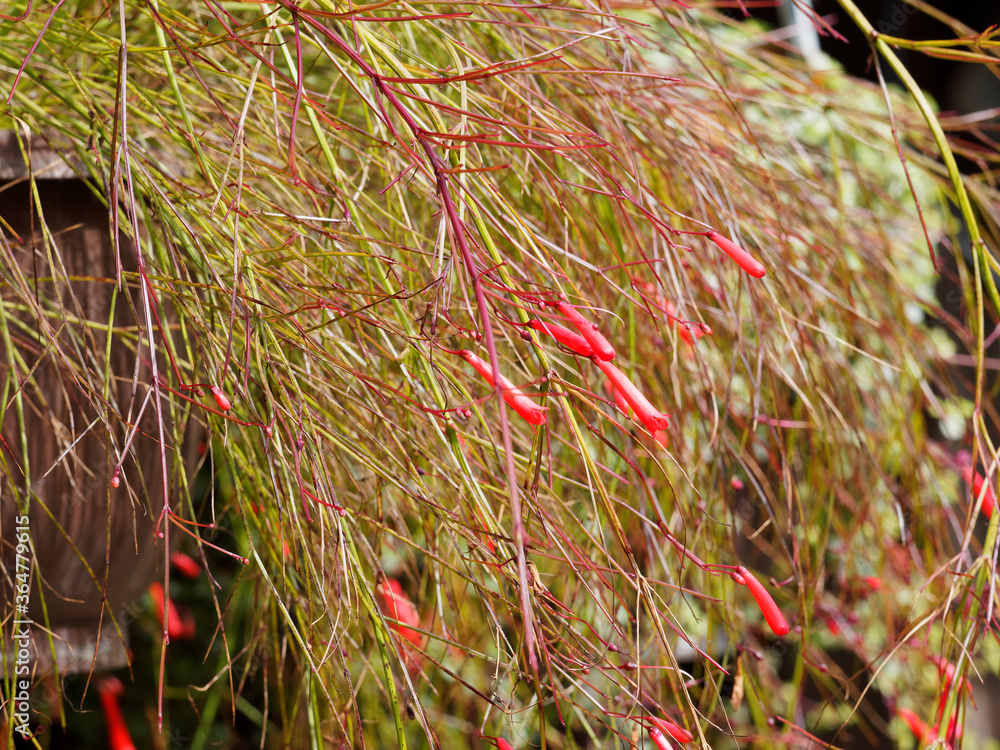 (Russelia equisetiformis) Plante corail ou goutte de sang aux ...