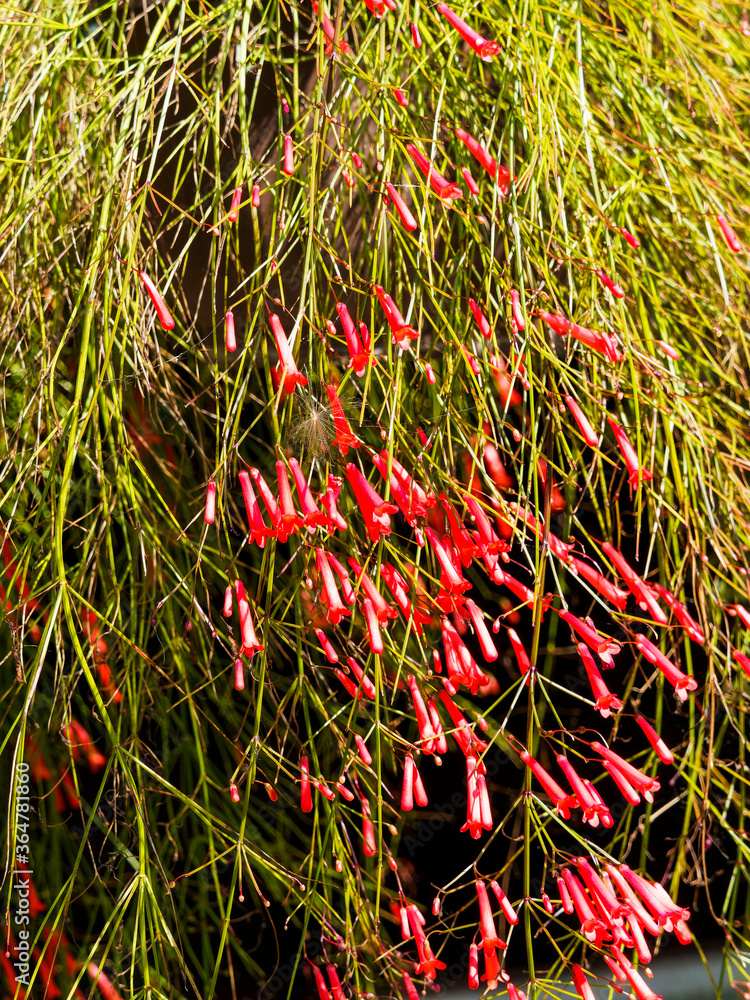 Russelia equisetiformis | Plante corail ou goutte de sang à ...