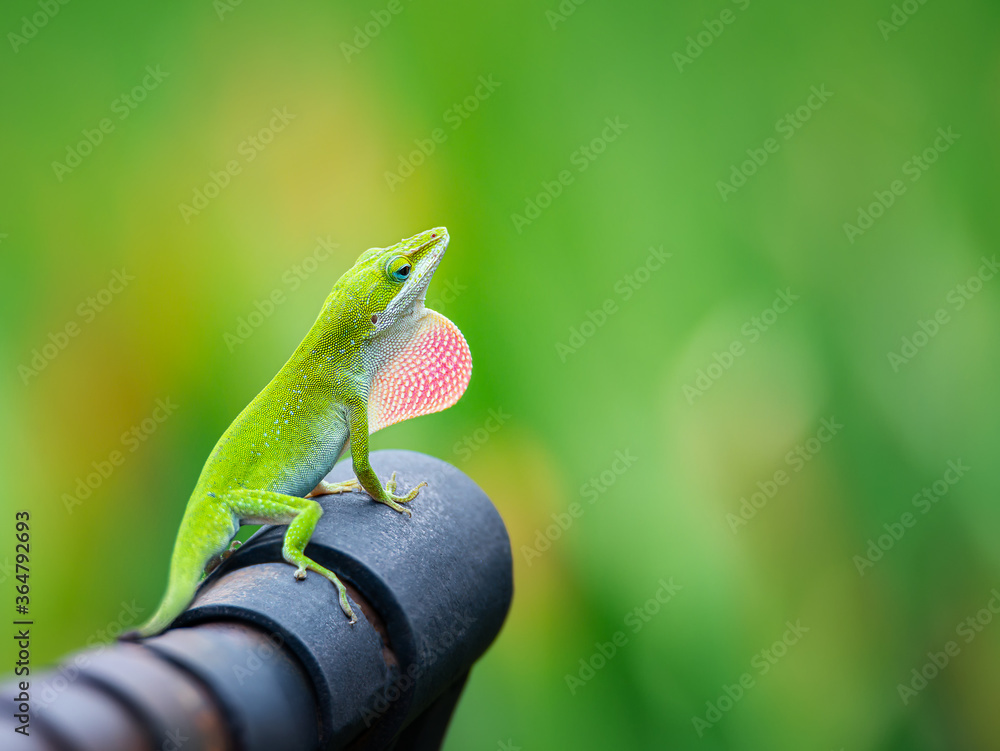 Green Anole lizard (Anolis carolinensis) showing off his bright pink ...
