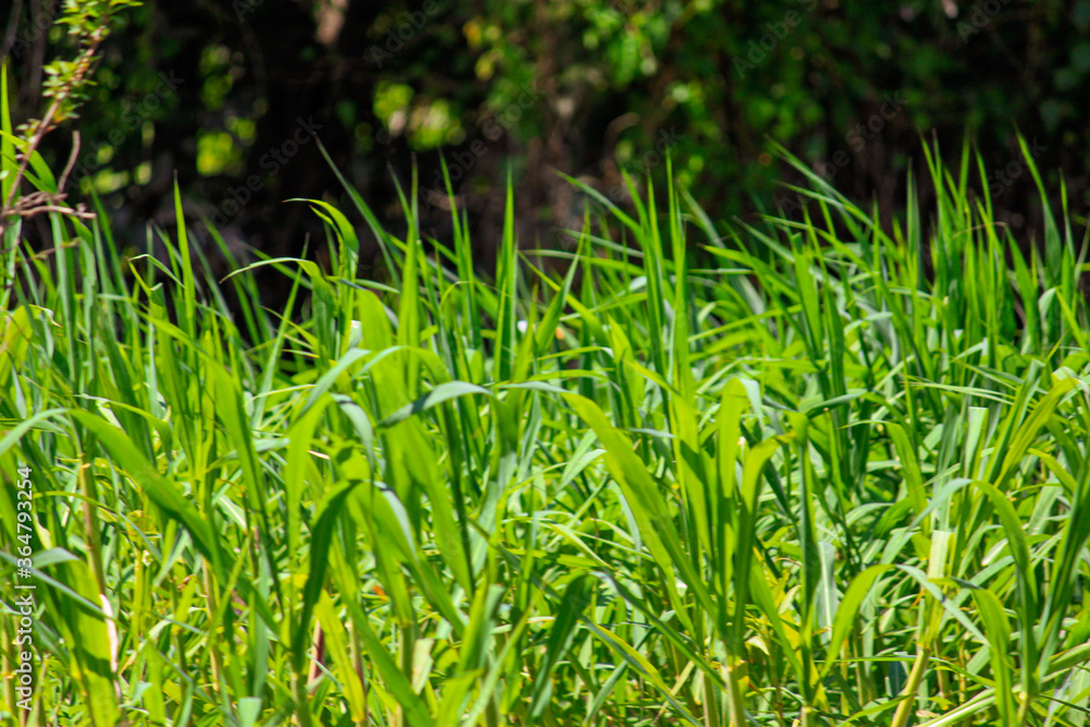 Green wild nature of typical amazonian vegetation at amazon rainforest ...