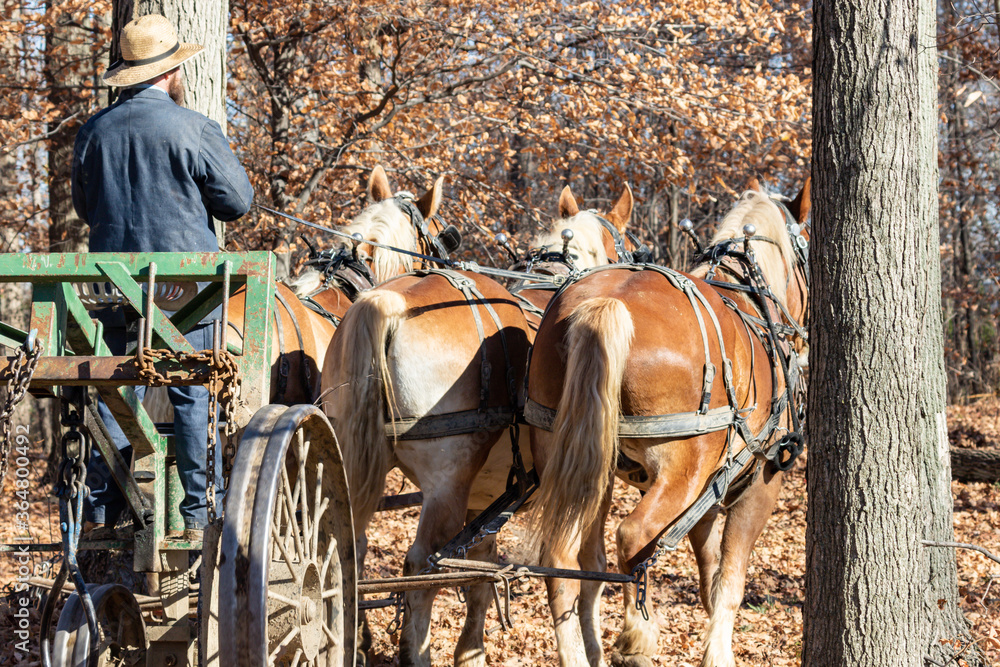 Amish logger with horses and cart hauling trees in the Autumn Stock ...