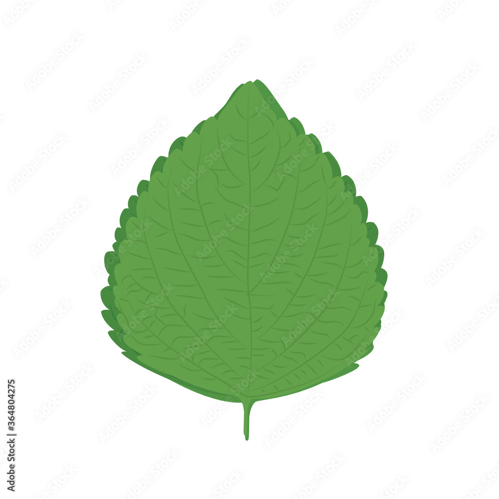 Korean Perilla Leaf Vector Illustration Background Stock Vector | Adobe ...