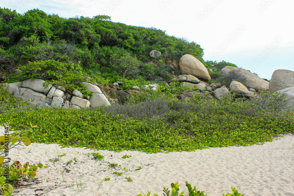 Caribbean tropical green wild life at Tayrona National Park in Santa ...