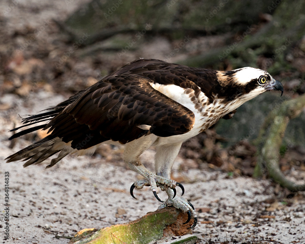 Osprey Bird Stock Photos. Osprey bird close-up profile view with fluffy ...