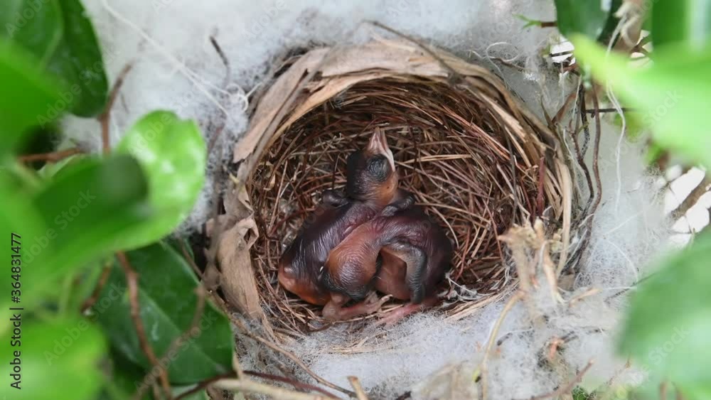 1 day old new born of baby birds in a nest of yellow-vented bulbul ...