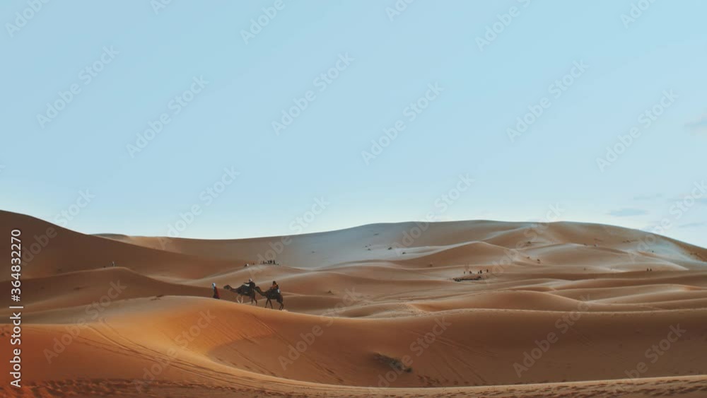 Moroccan bedouin with camels silhouettes in sand dunes of Sahara desert ...
