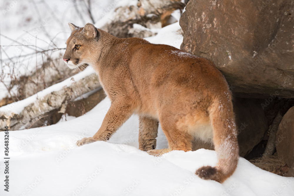 Adult Female Cougar (Puma concolor) Steps Forward From Winter Den Stock ...
