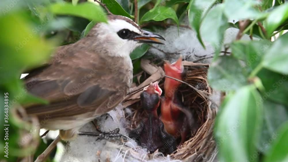 2 day old new born of baby birds in a nest of yellow-vented bulbul ...