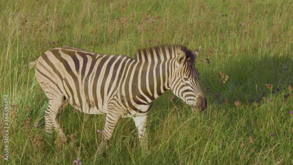 Single zebra with missing tailwalking past the camera in a game reserve ...