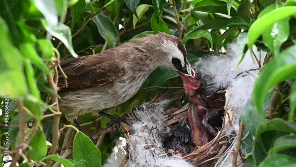 5 day old new born of baby birds in a nest of yellow-vented bulbul ...