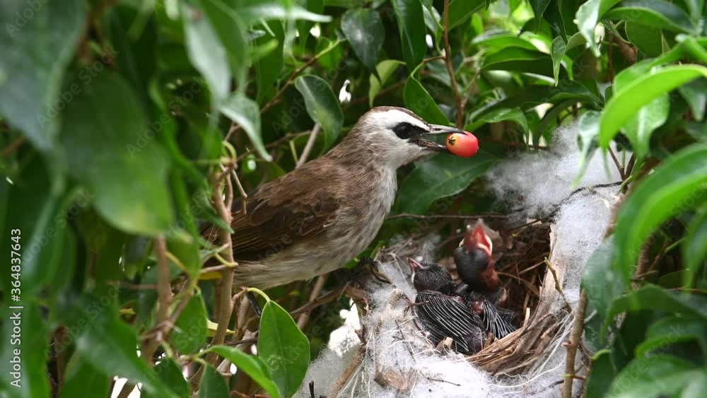 5 day old of baby birds in a nest of yellow-vented bulbul (Pycnonotus ...