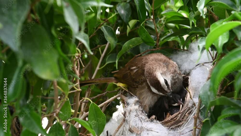 5 day old new born of baby birds in a nest of yellow-vented bulbul ...