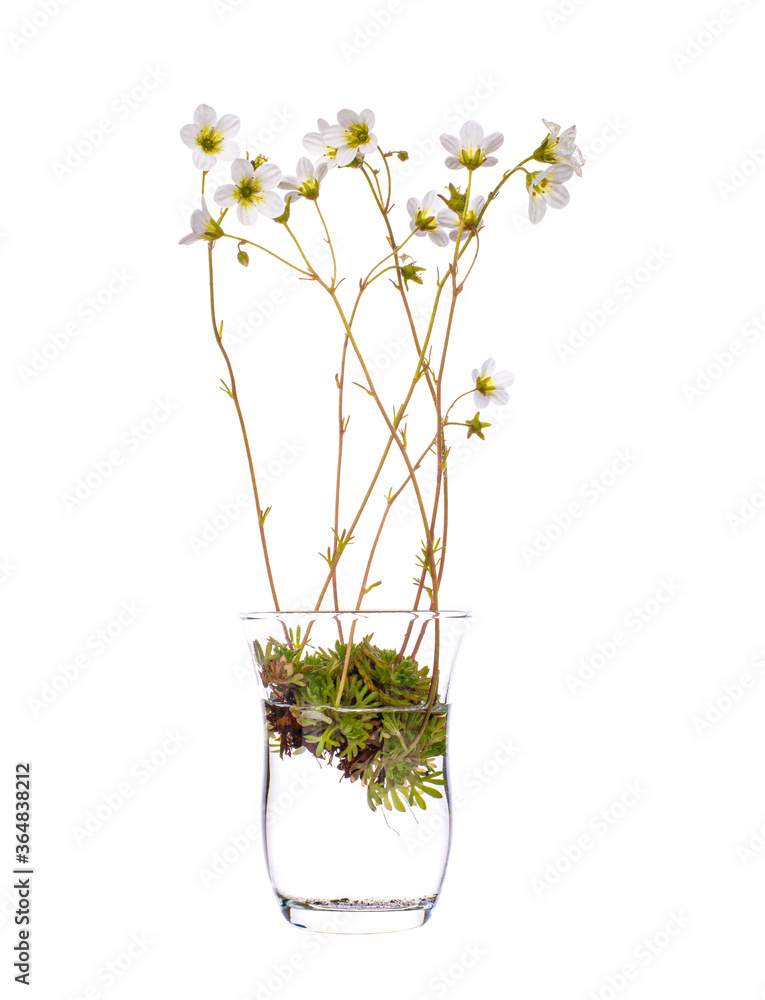 Saxifraga bryoides is a species of saxifrage known by the common name ...