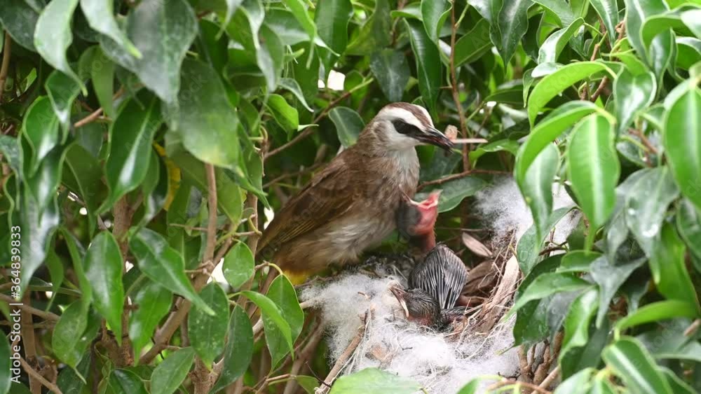 6 day old new born of baby birds in a nest of yellow-vented bulbul ...