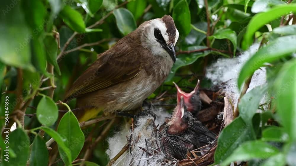 Video Stock 7 day old new born of baby birds in a nest of yellow-vented ...