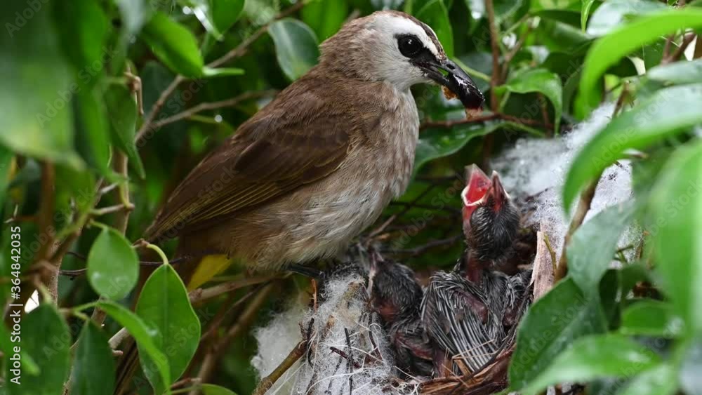 Vidéo Stock 7 day old new born of baby birds in a nest of yellow-vented ...