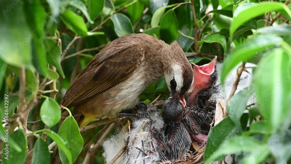 Video Stock 7 day old new born of baby birds in a nest of yellow-vented ...