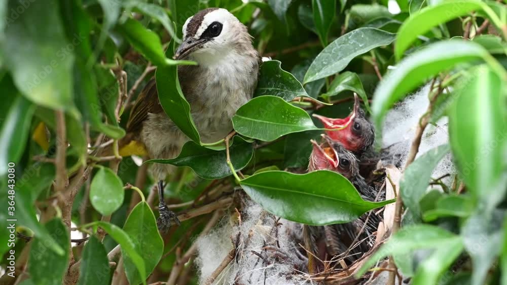 Stockvideo 7 day old new born of baby birds in a nest of yellow-vented ...