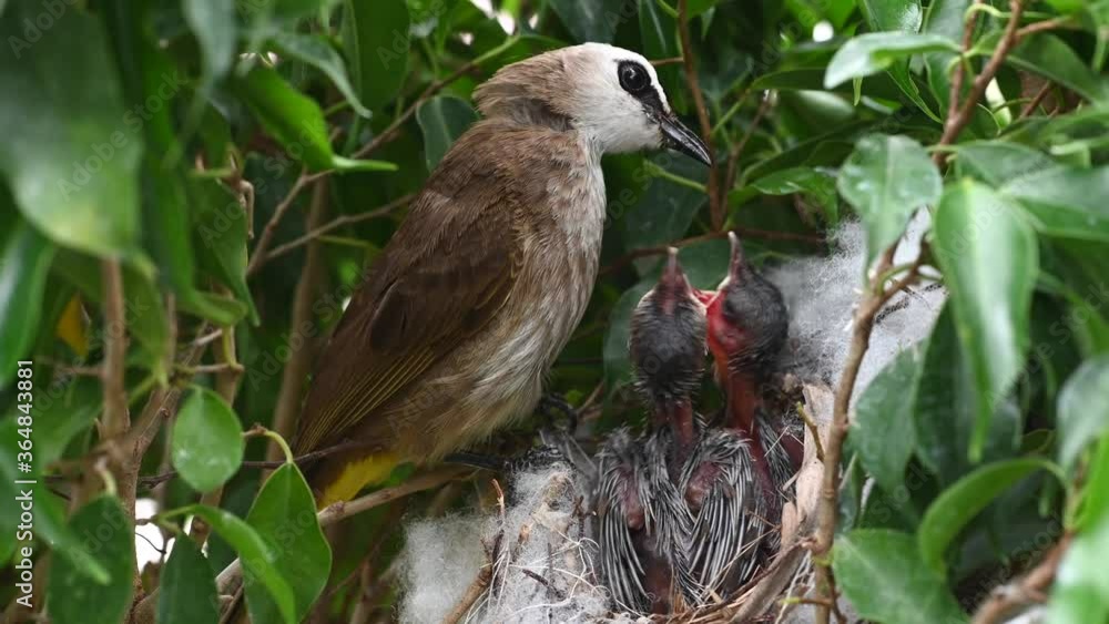 7 day old new born of baby birds in a nest of yellow-vented bulbul ...