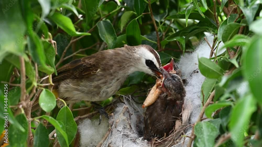 Video Stock 8 day old new born of baby birds in a nest of yellow-vented ...