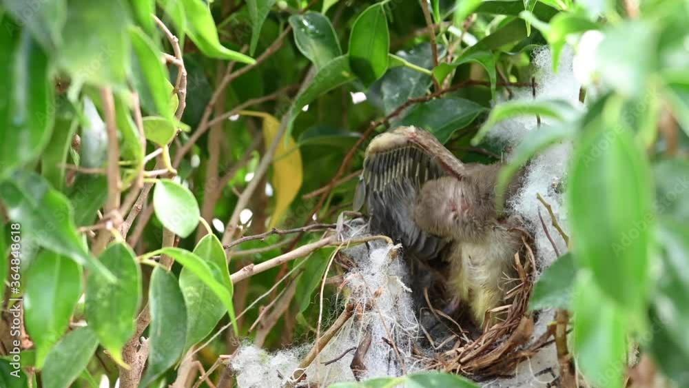 10 day old new born of baby birds in a nest of yellow-vented bulbul ...