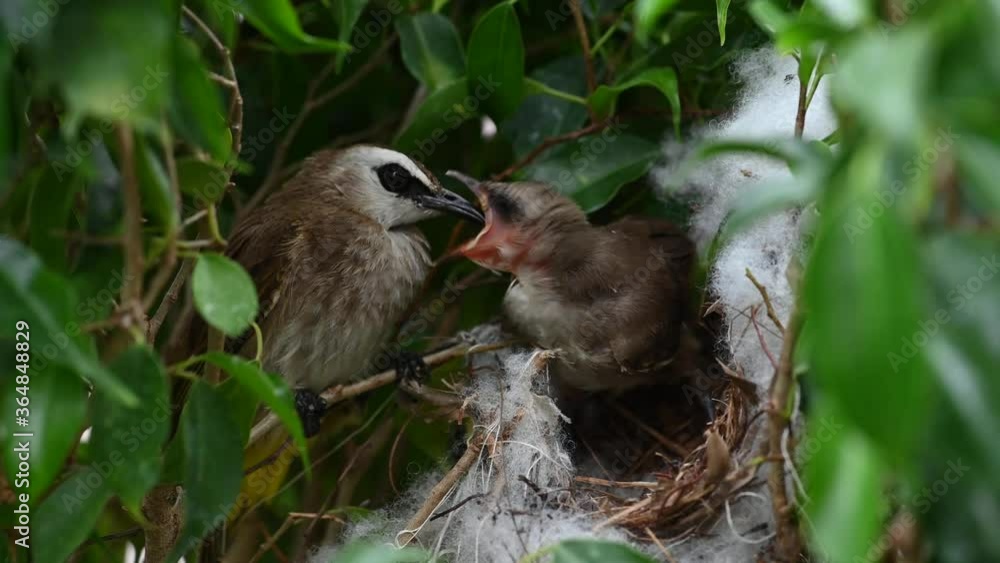 Vidéo Stock 10 day old new born of baby birds in a nest of yellow ...