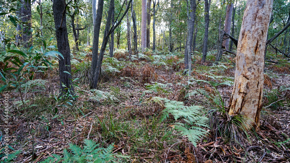 Sunlit background to open native forest with Scribbly gum in the ...