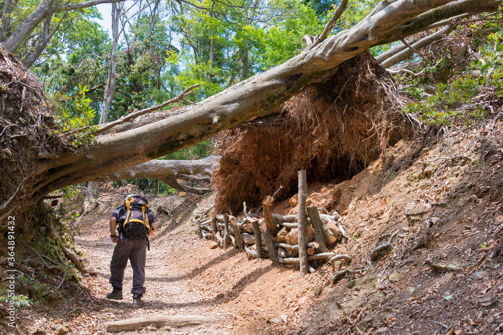 Approach to Atago Shrine on Mt. Atago in Kyoto, Japan. Atago Shrine is ...