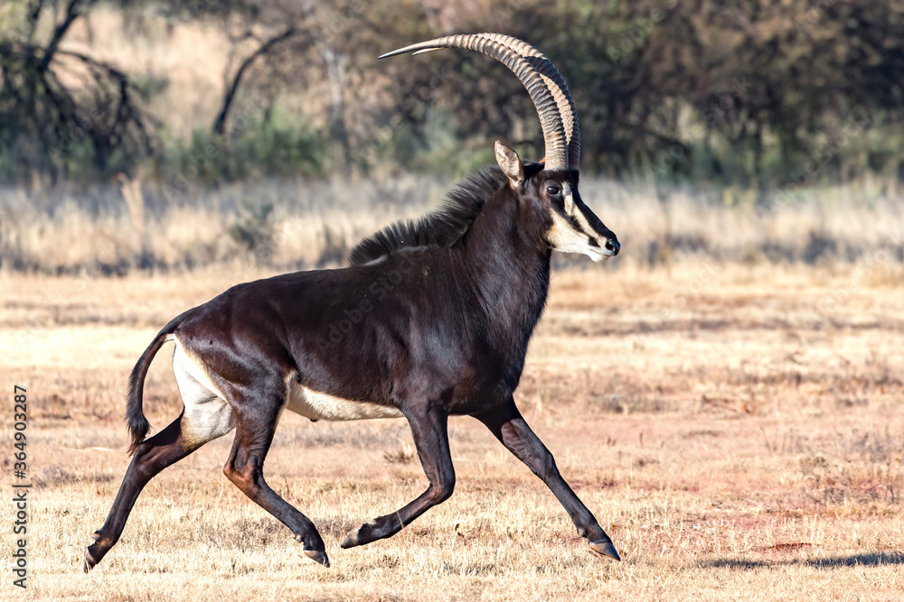 Sable antelope Stock Photo | Adobe Stock