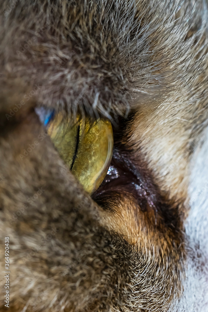 Eye of the cat. Macro photo. The structure and surface texture of the ...