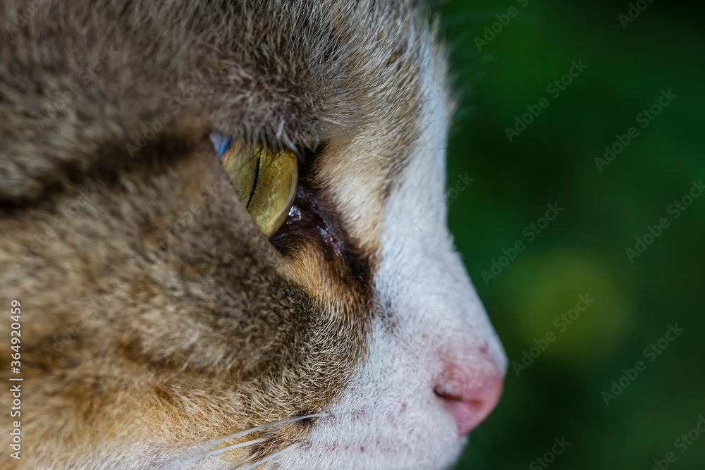 Cat face close up. Macro photo. The structure and surface texture of ...