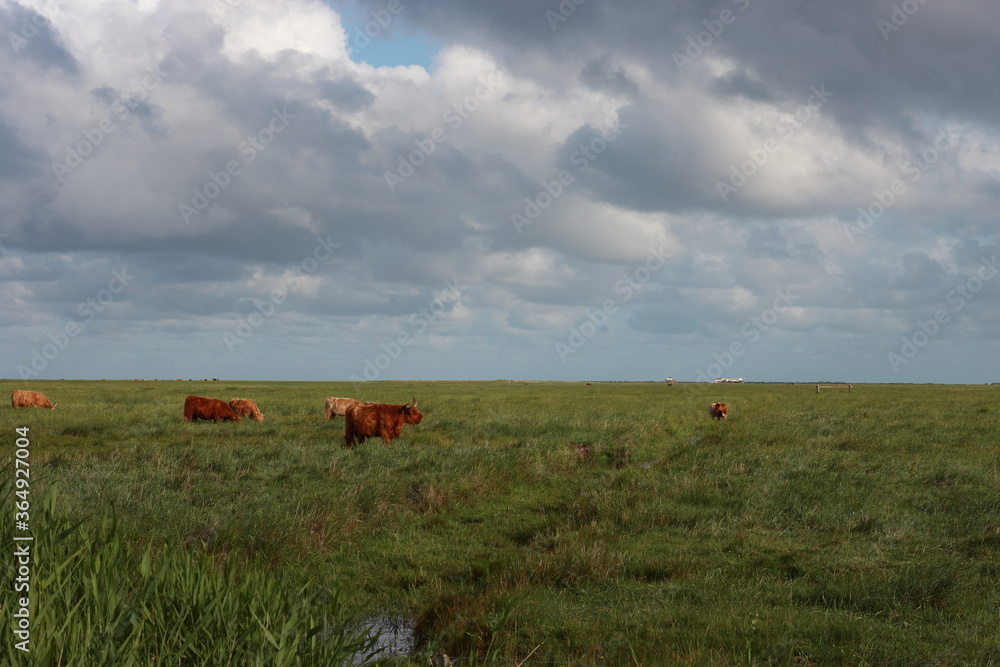 die Rinder in den Salzwiesen Stock Photo | Adobe Stock