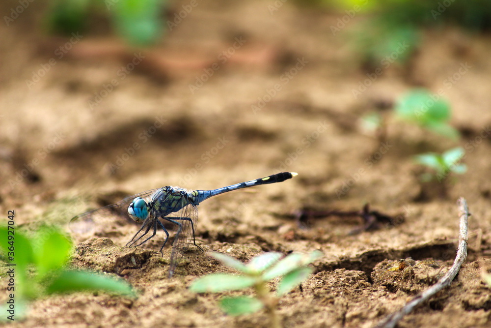 blue dragon fly Stock Photo | Adobe Stock