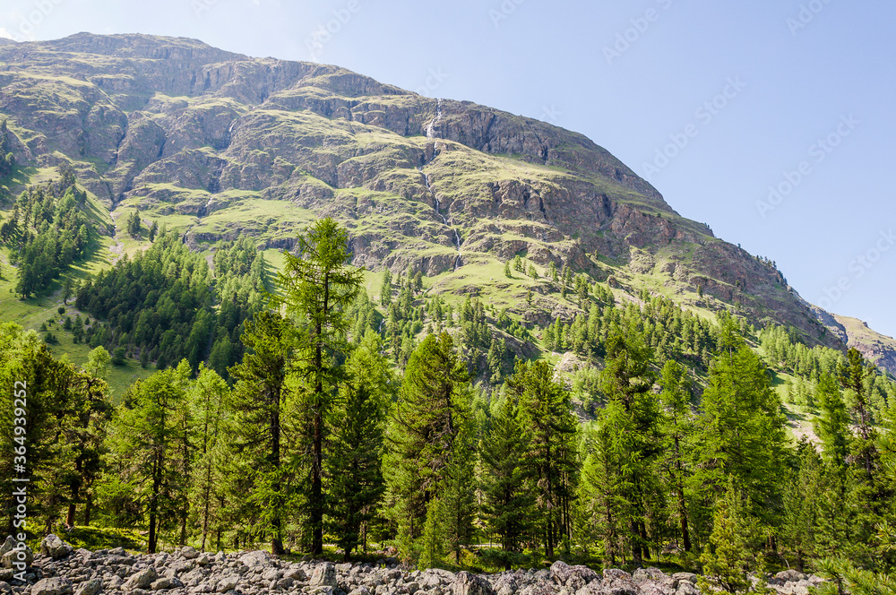 Val Roseg, Ova da Roseg, Rosegbach, Rosegtal, Wanderweg, Wald, Waldweg ...