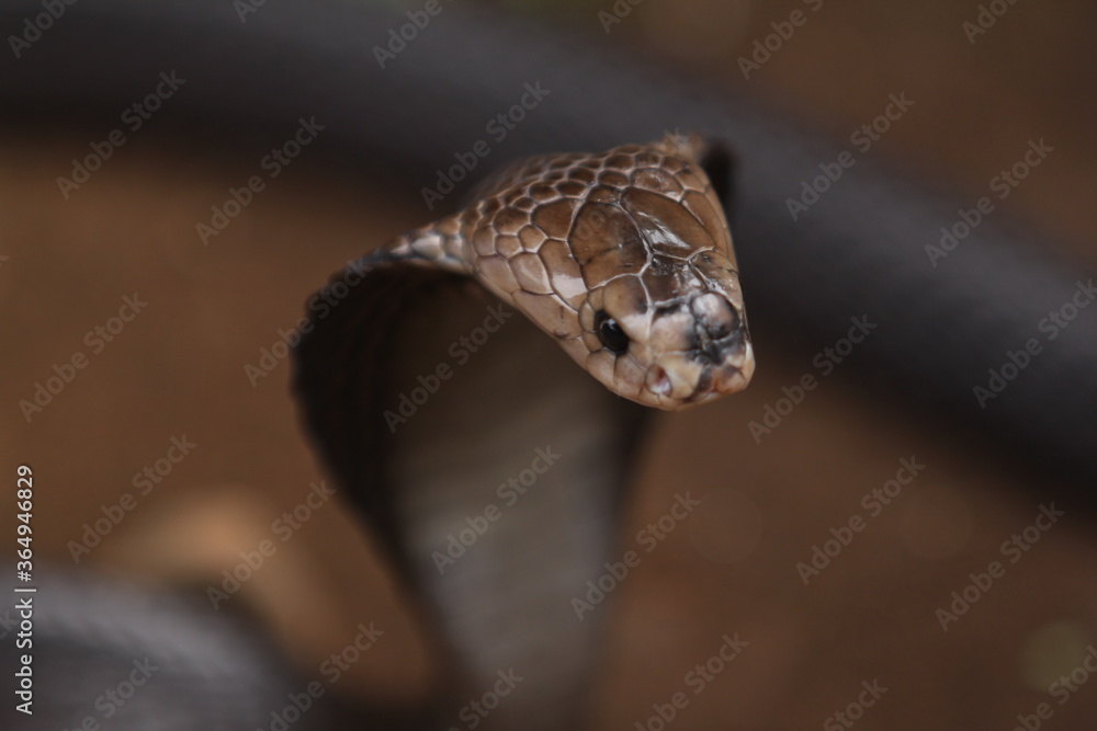 The Javan spitting cobra (Naja sputatrix), also called Indonesian cobra ...