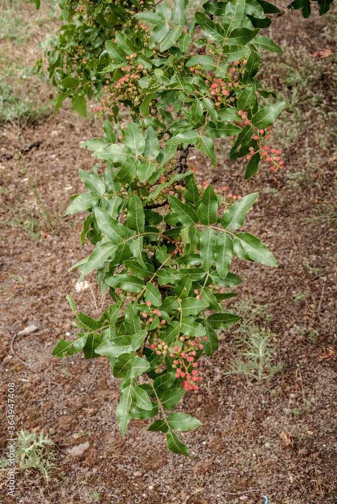Mt. Atlas Mastic Tree (Pistacia mutica) in coastal hills, Crimea Stock ...
