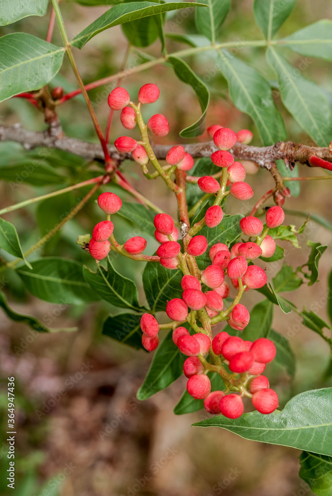Mt. Atlas Mastic Tree (Pistacia mutica) in coastal hills, Crimea Stock ...