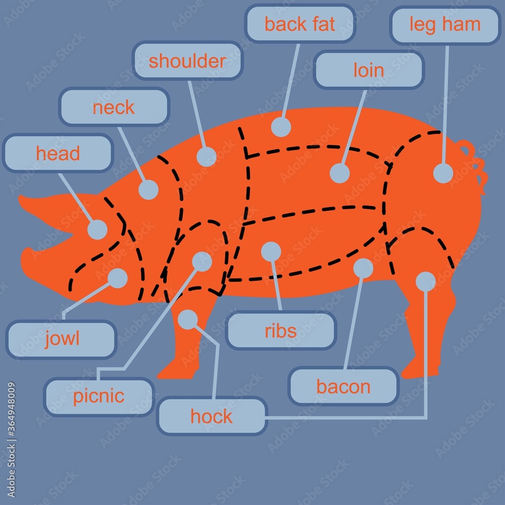 Cutting pork meat cuts diagram chart, conceptual vector Stock Vector ...