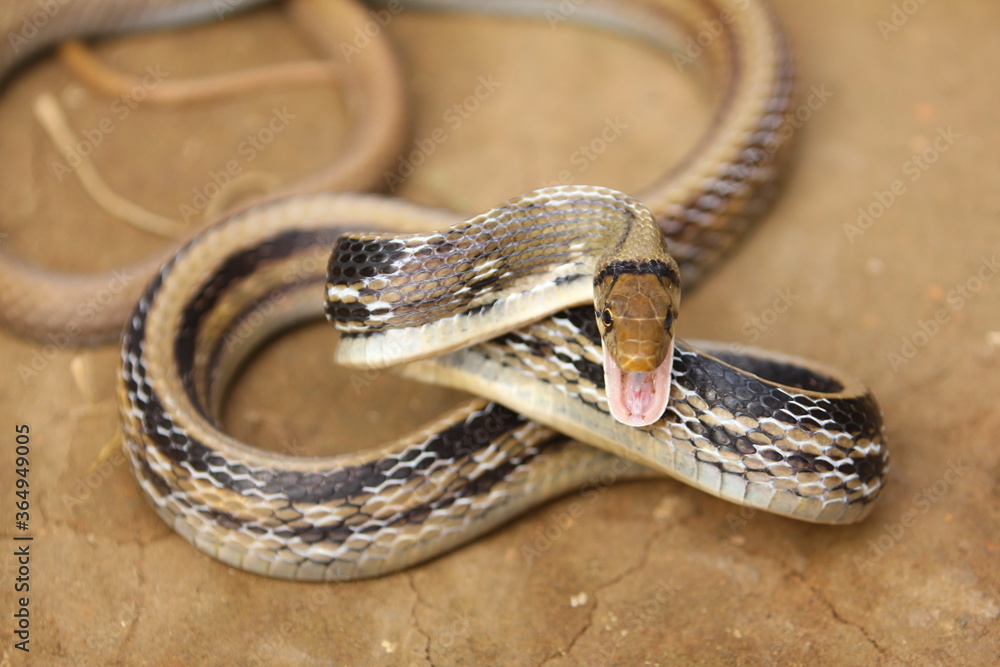 The radiated ratsnake, copperhead rat snake or copper-headed trinket ...