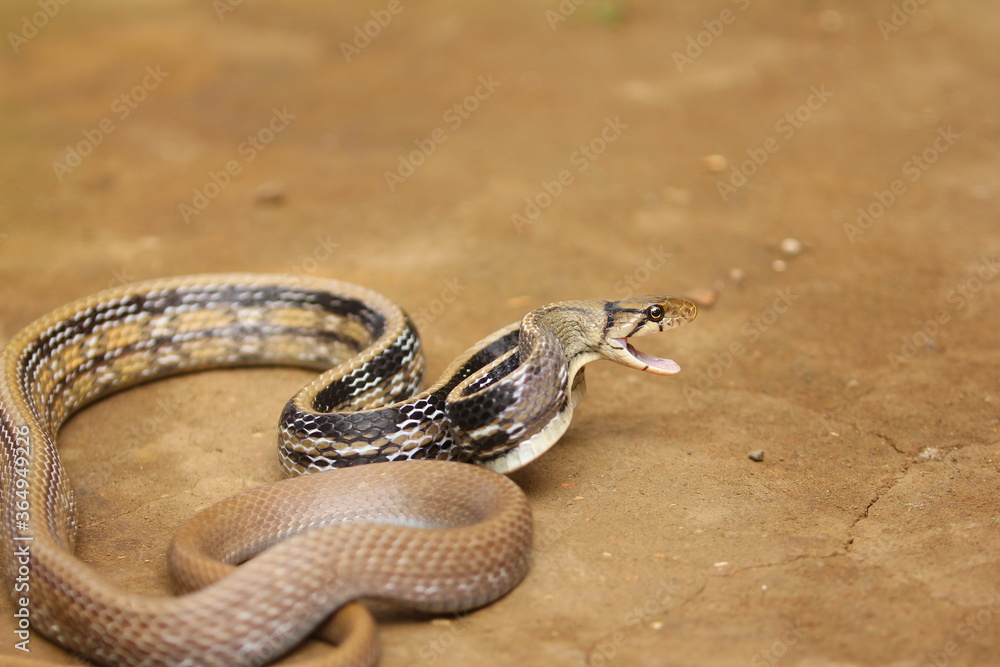 The radiated ratsnake, copperhead rat snake or copper-headed trinket ...